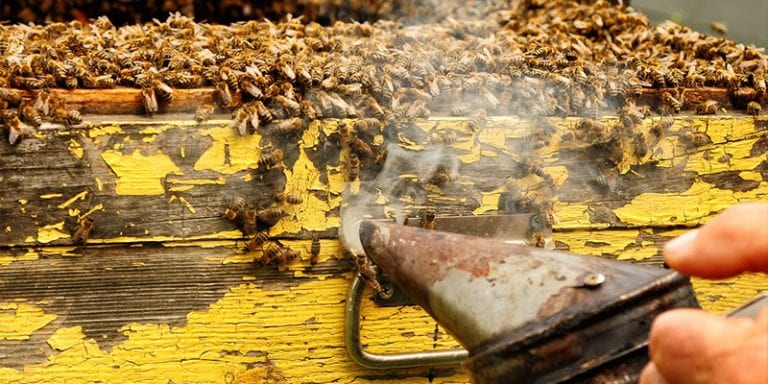 Why You Should Choose Humane Bee Removal | Florida Bee Removal